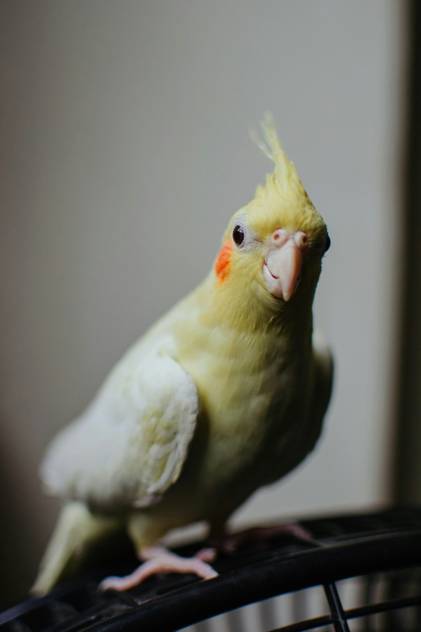 How to Stop Your Cockatiel from Biting: Expert Breeder’s Guide ...